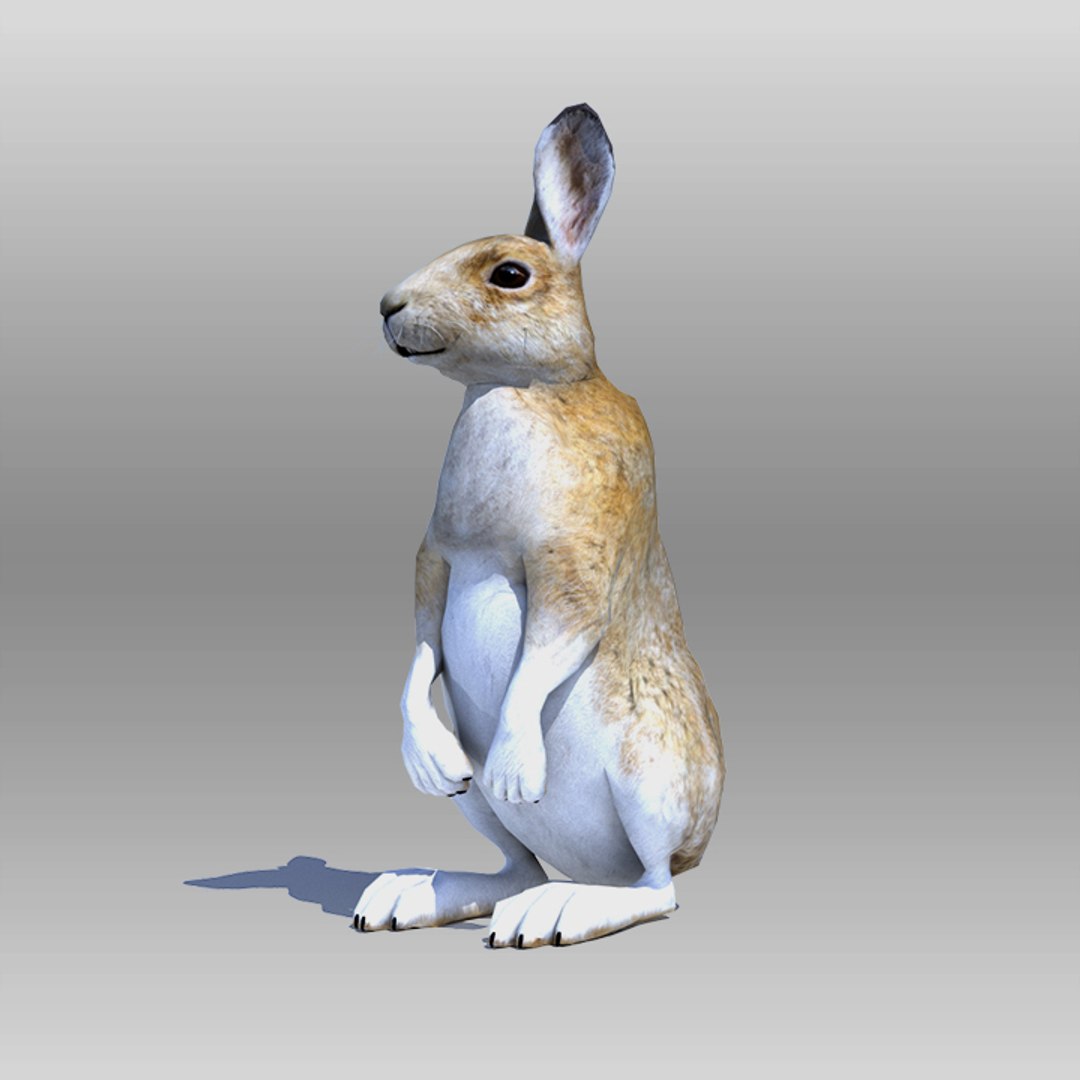 3D Rabbit Hair Animations Model - TurboSquid 1243660