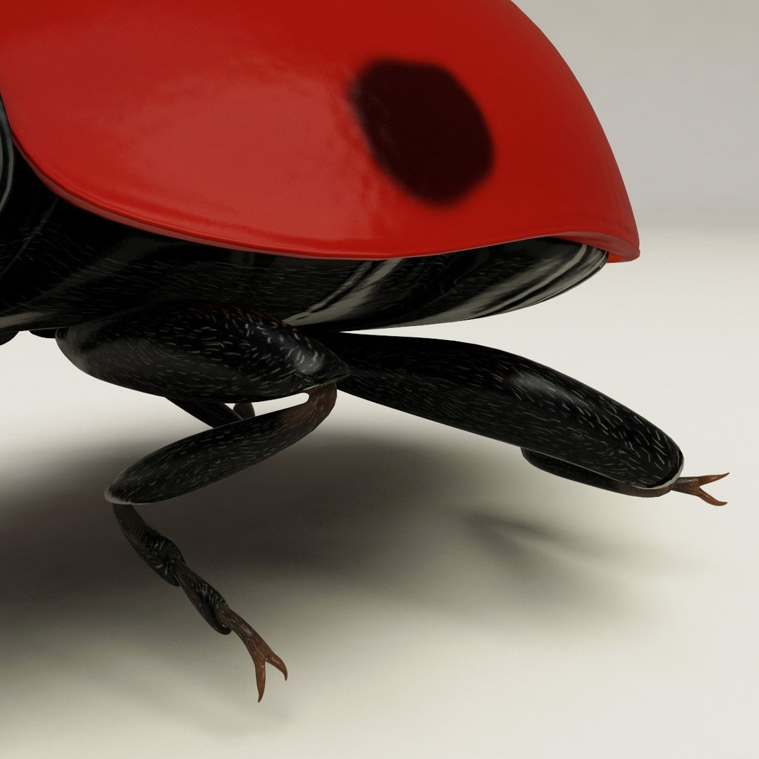 3d Model Ladybug Pose7
