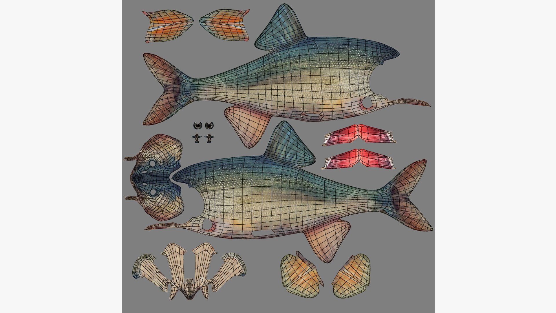 Humpback Chub Model - TurboSquid 2077134