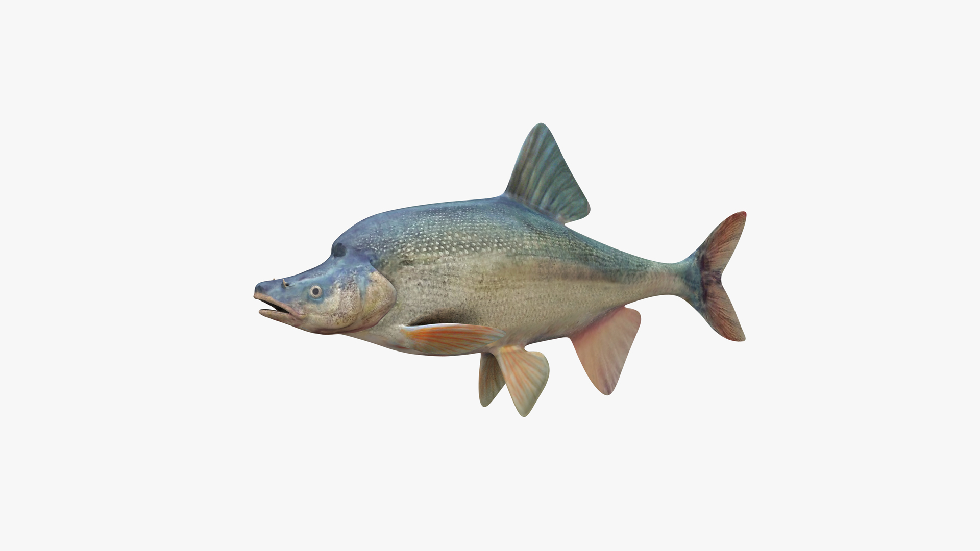 Humpback Chub Model - TurboSquid 2077134