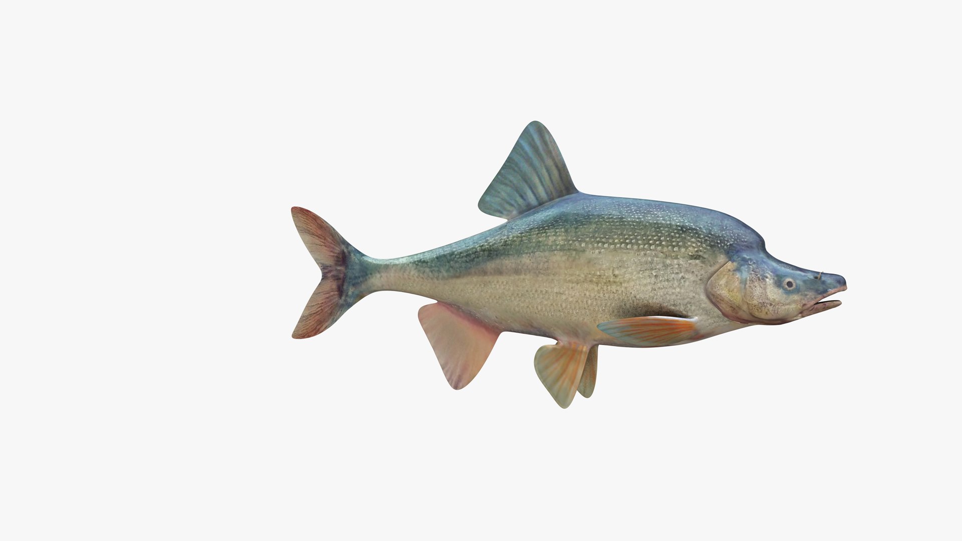 Humpback Chub Model - TurboSquid 2077134