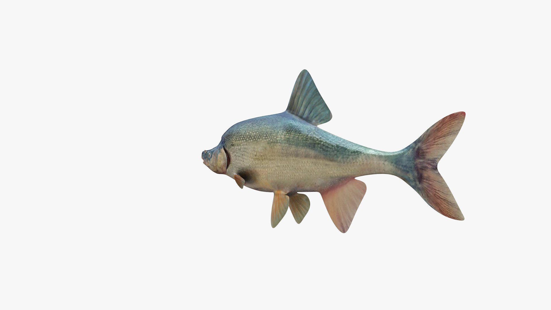 Humpback Chub Model - TurboSquid 2077134