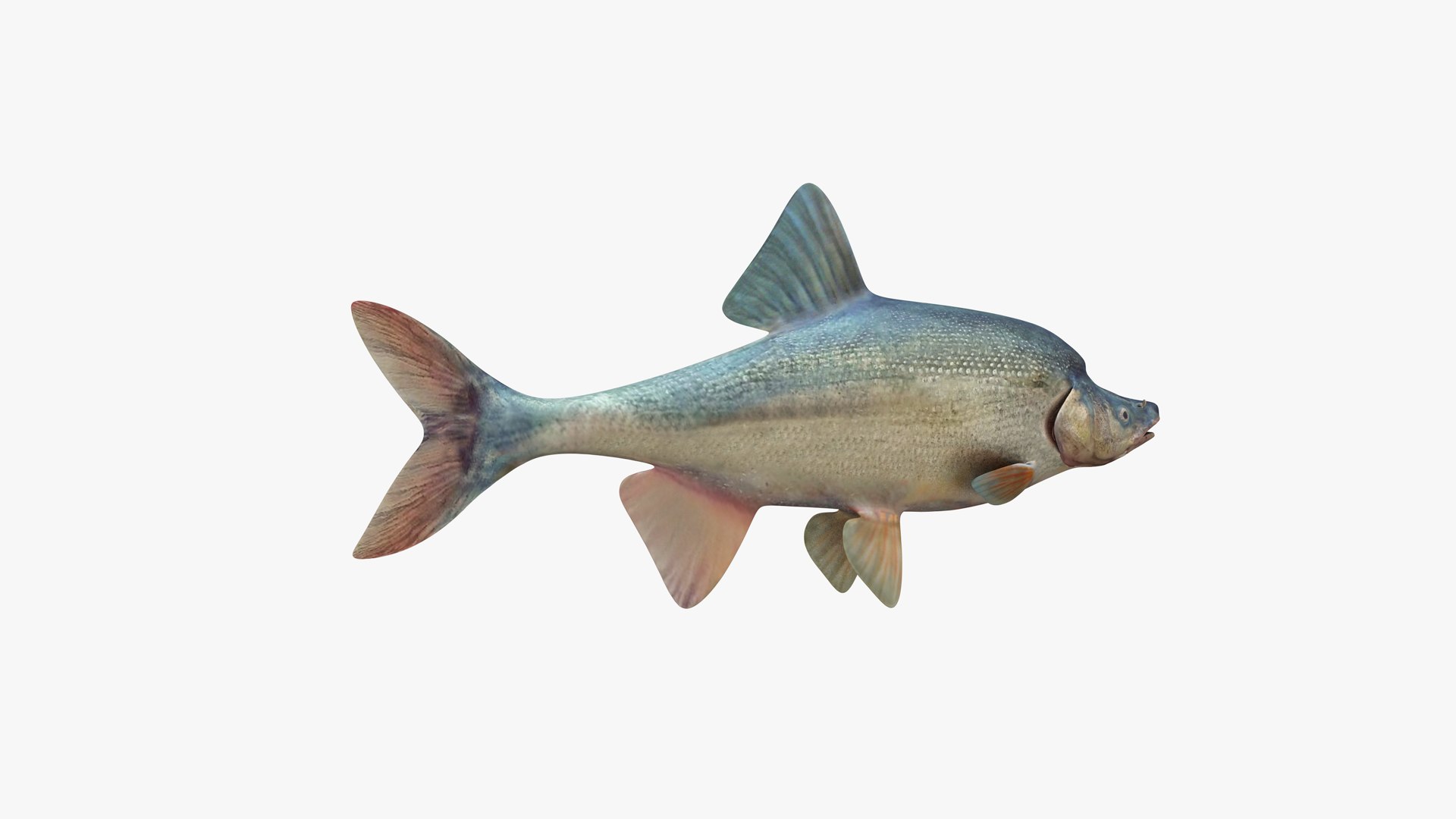 Humpback Chub Model - TurboSquid 2077134