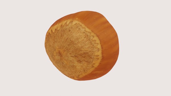 3D Hazelnut - TurboSquid 1783014