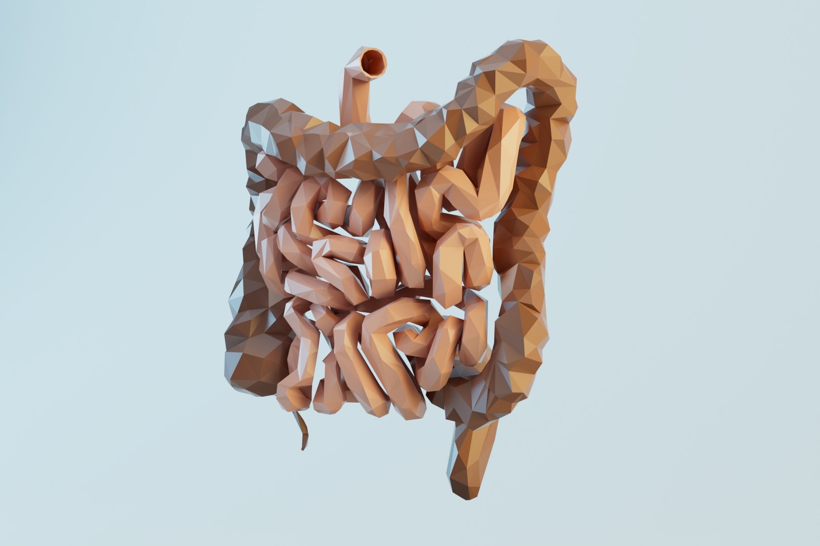 Stylized Low Poly Intestine 3D Model - TurboSquid 2024179