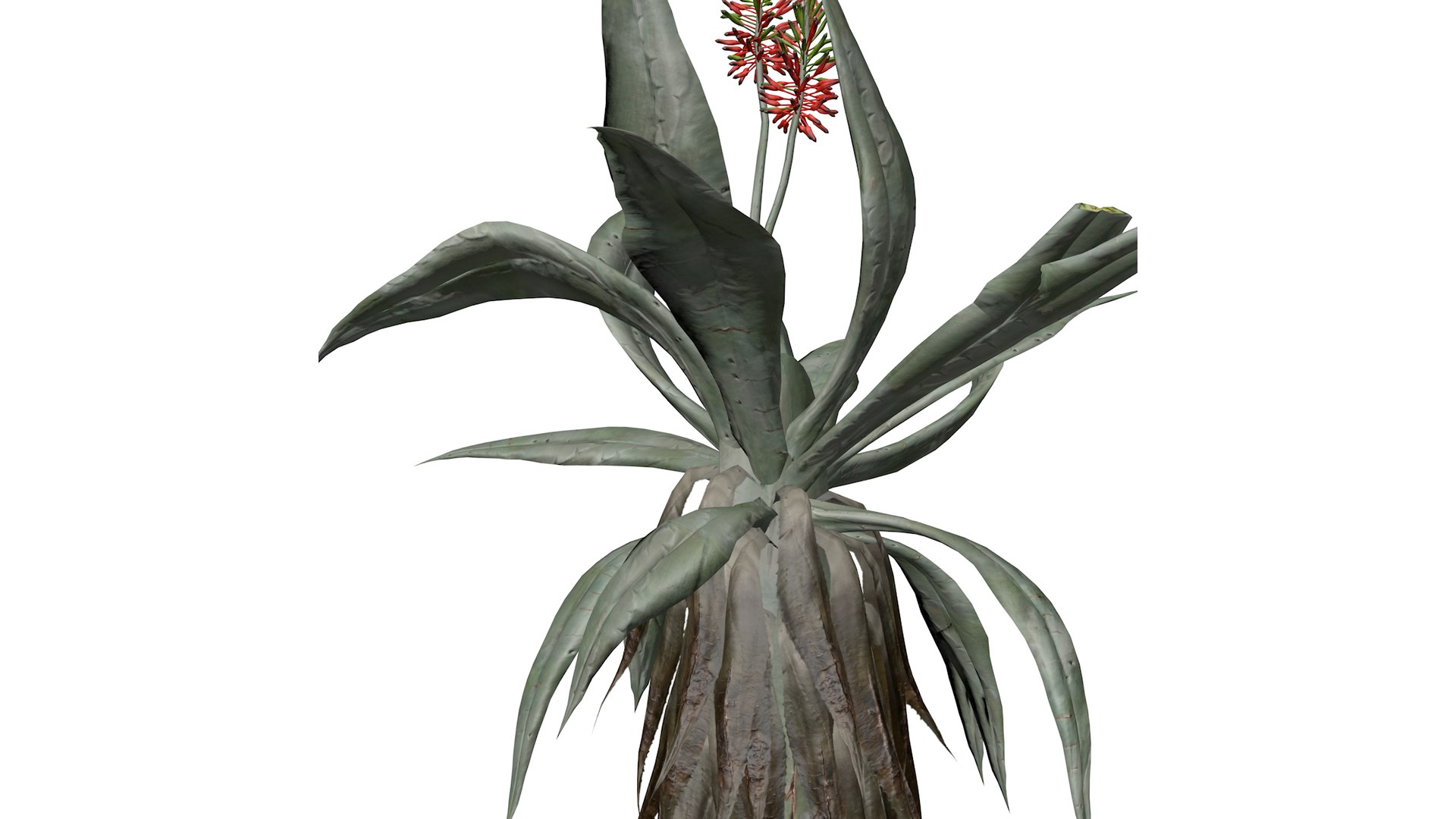 Aloe Excelsa Plant - 01 - 3D - TurboSquid 2371854