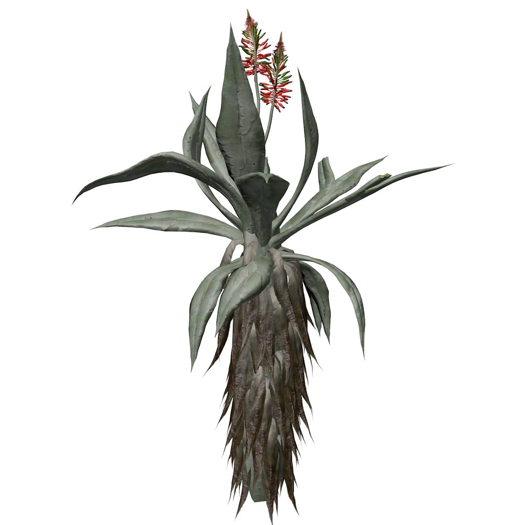 Aloe Excelsa Plant - 01 - 3D - TurboSquid 2371854