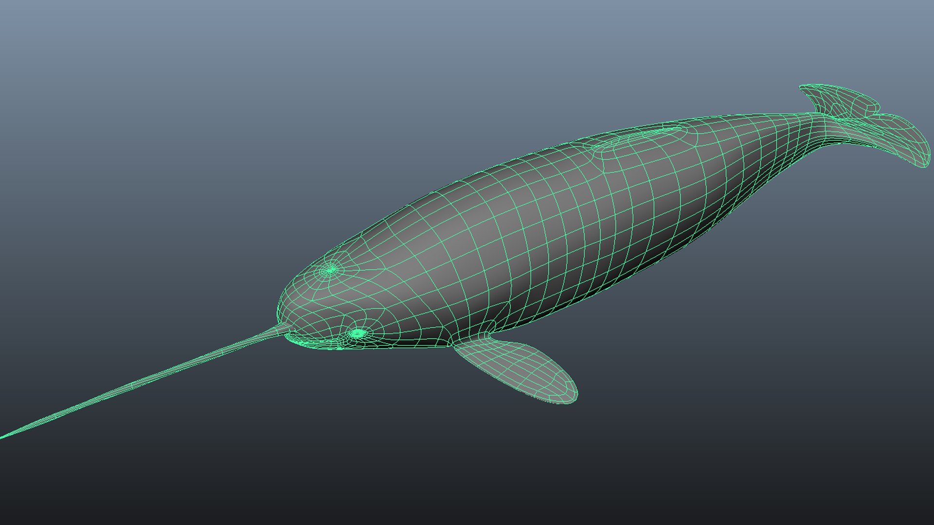 Narwhal 3D Model - TurboSquid 1804794