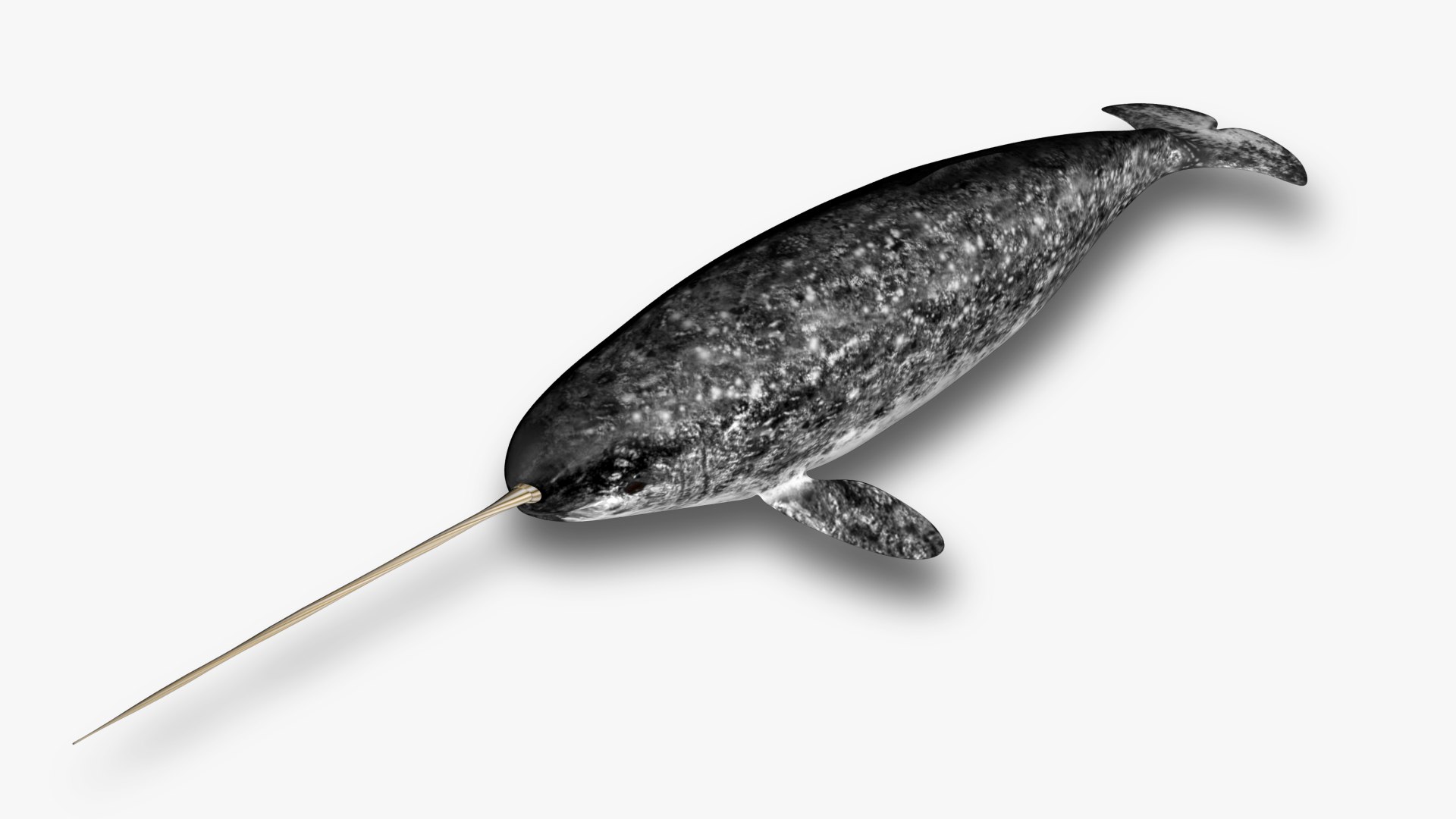 Narwhal 3D Model - TurboSquid 1804794