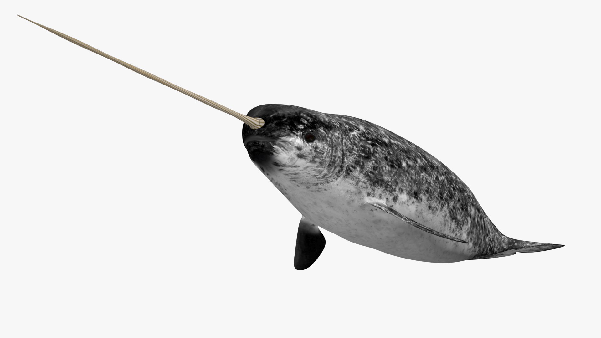 Narwhal 3D Model - TurboSquid 1804794