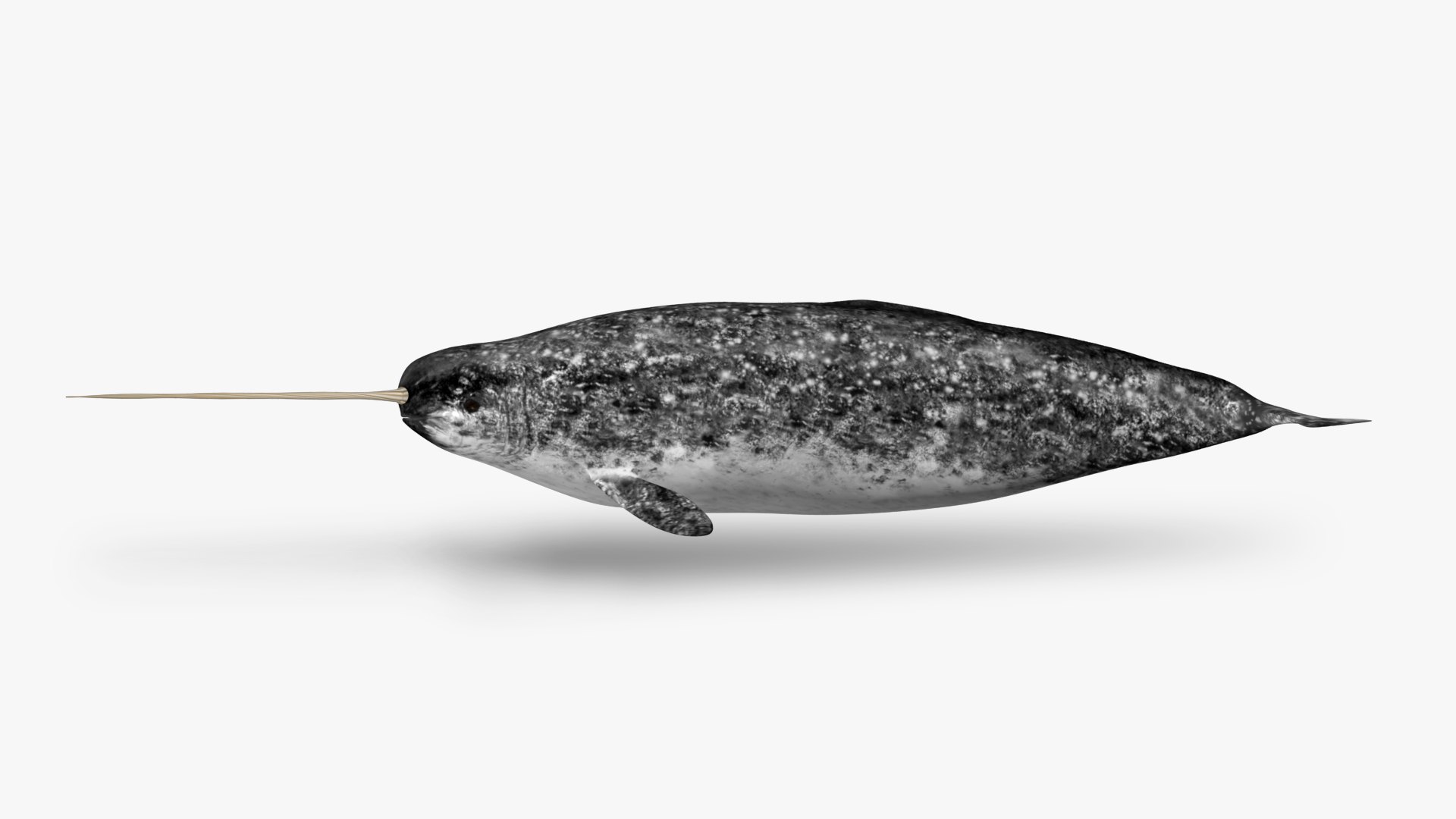 Narwhal 3D Model - TurboSquid 1804794