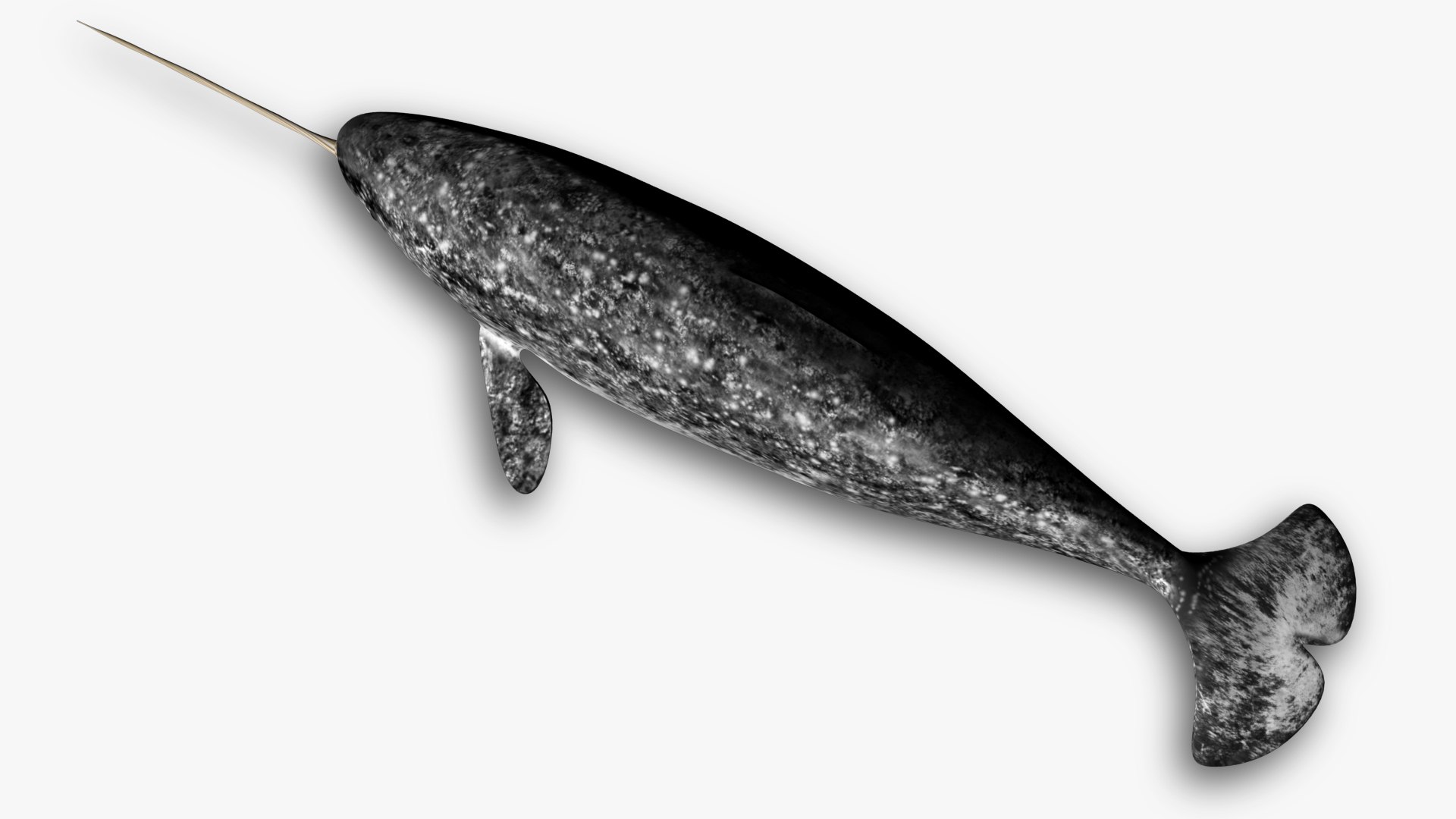 Narwhal 3D Model - TurboSquid 1804794