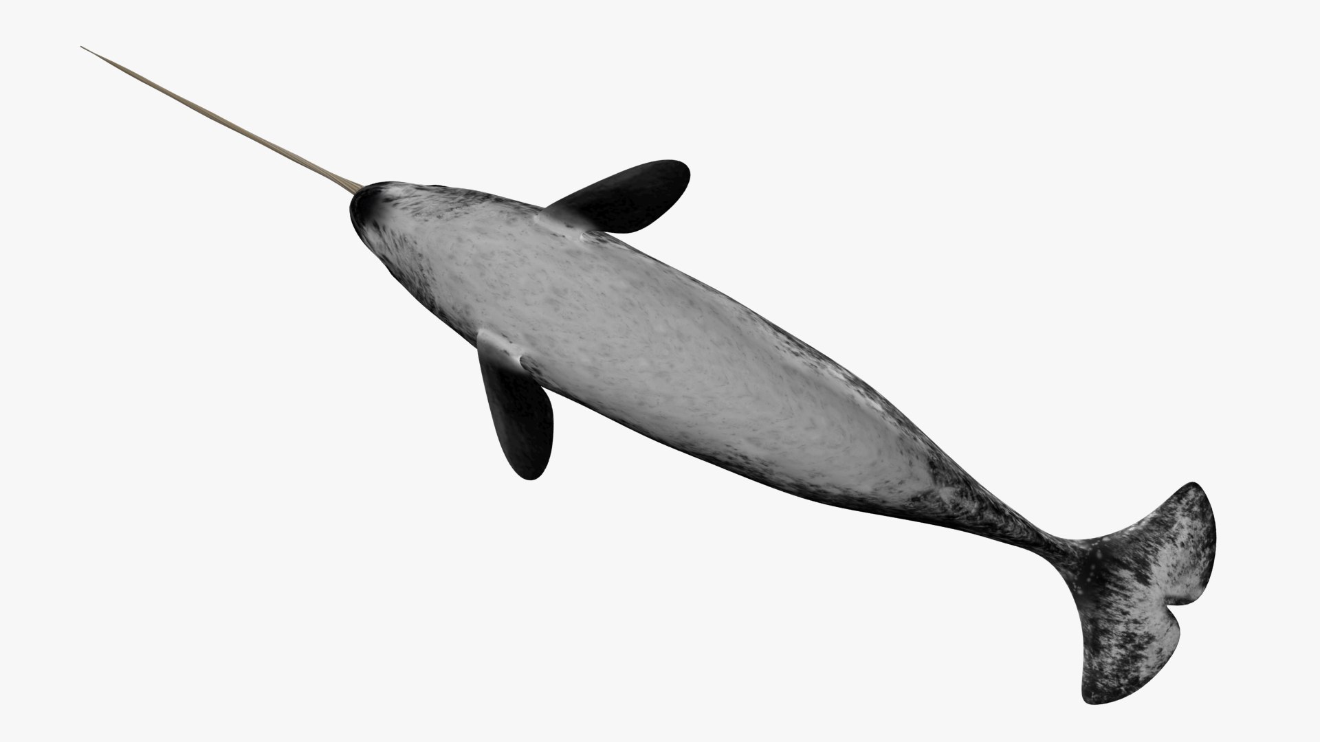 Narwhal 3D Model - TurboSquid 1804794