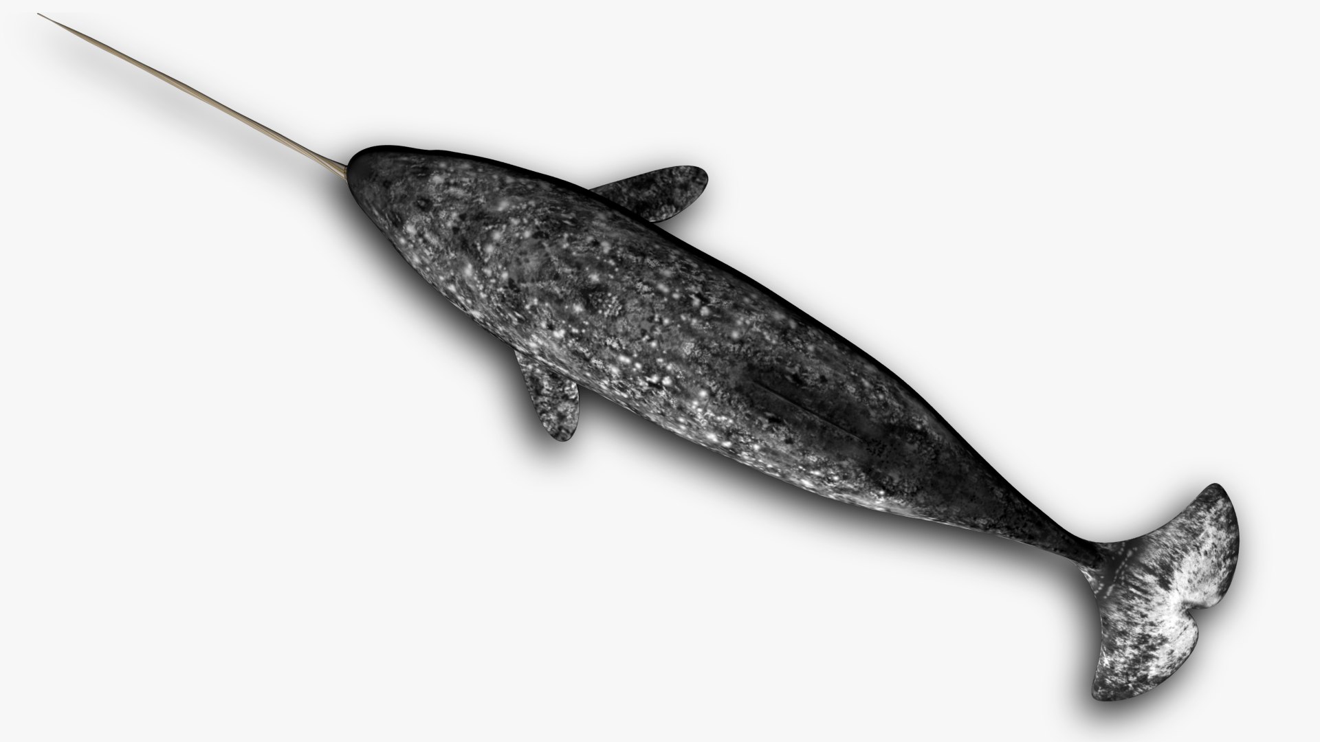 Narwhal 3D Model - TurboSquid 1804794