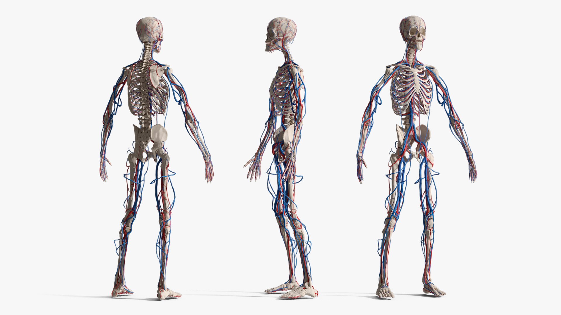 3D Model Skeletal And Circulatory System Rigged - TurboSquid 2411133