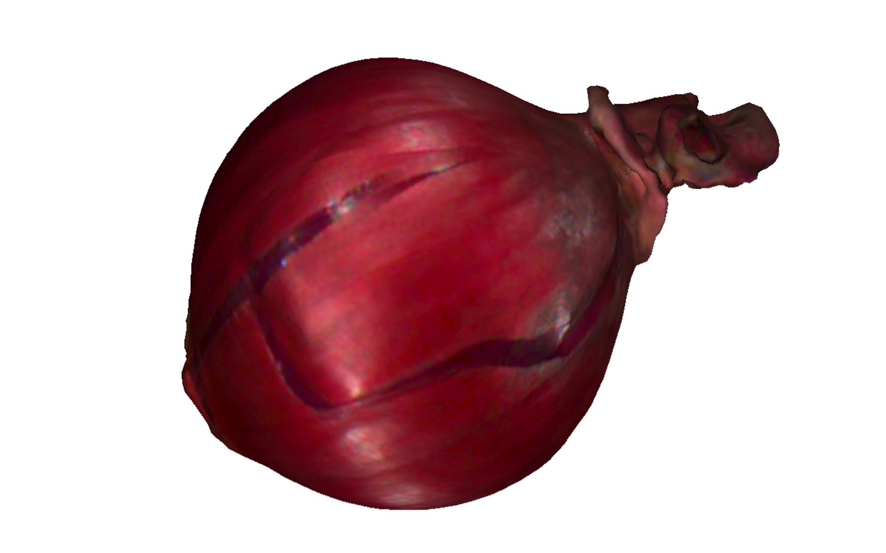 3D onion - TurboSquid 1590885