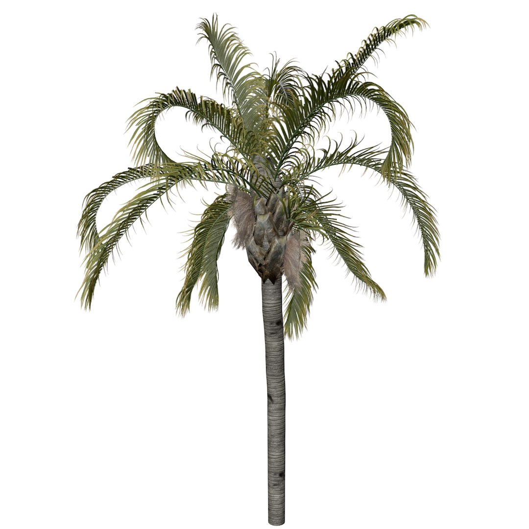 3D Queen Palm Tree - 04 - - TurboSquid 2372019