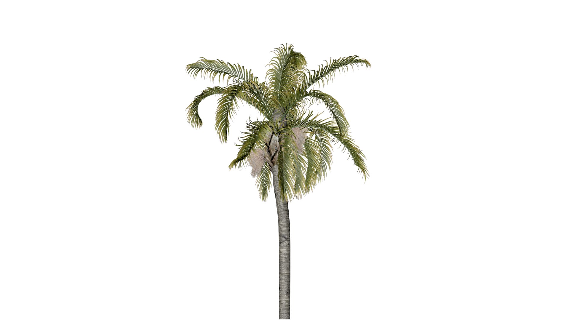 3D Queen Palm Tree - 04 - - TurboSquid 2372019