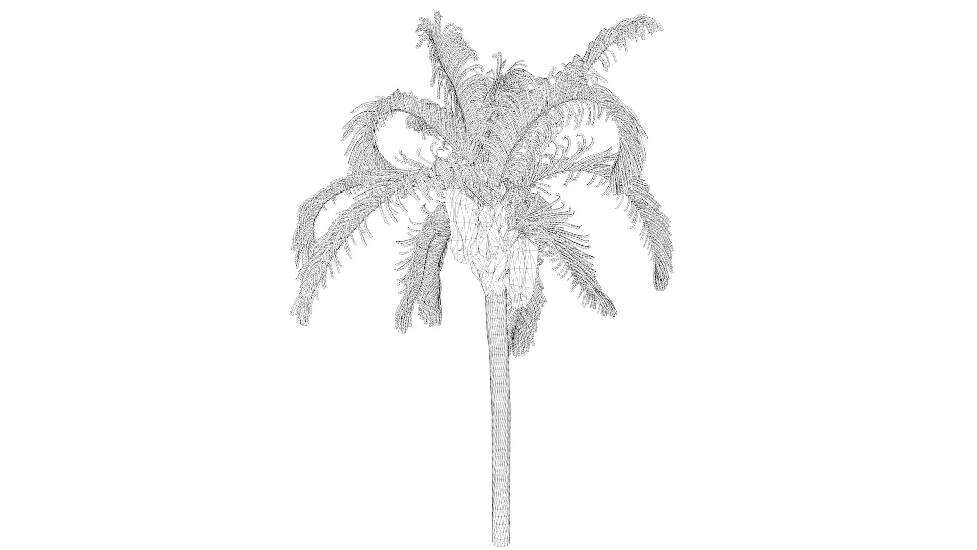 3D Queen Palm Tree - 04 - - TurboSquid 2372019
