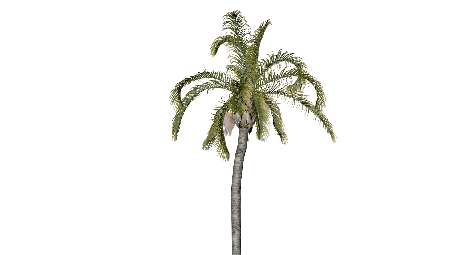 3D Queen Palm Tree - 04 - - TurboSquid 2372019