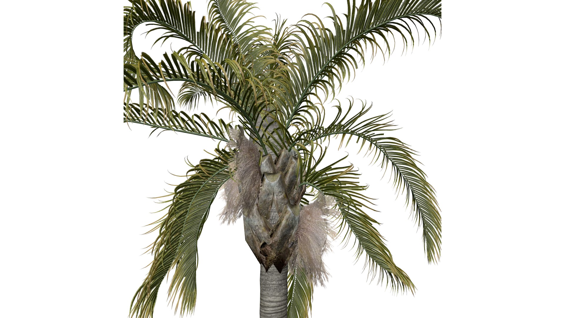 3D Queen Palm Tree - 04 - - TurboSquid 2372019