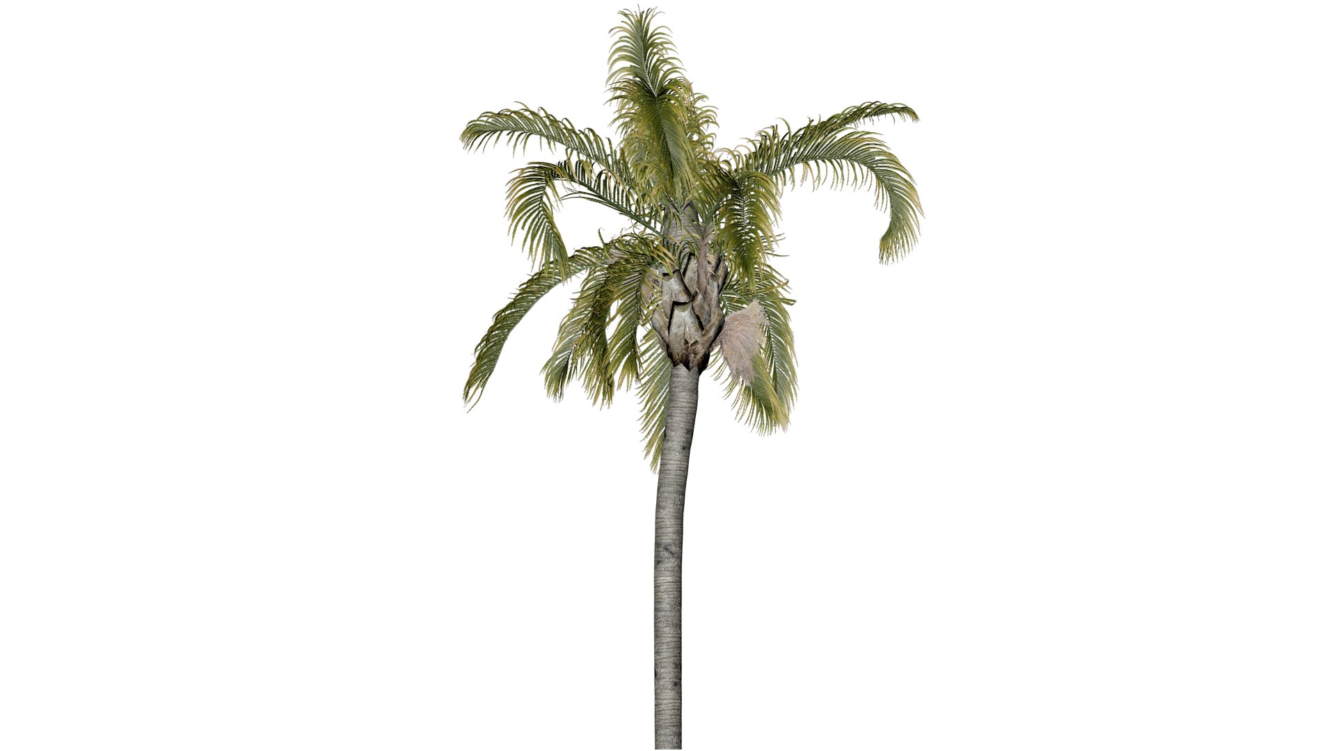 3D Queen Palm Tree - 04 - - TurboSquid 2372019