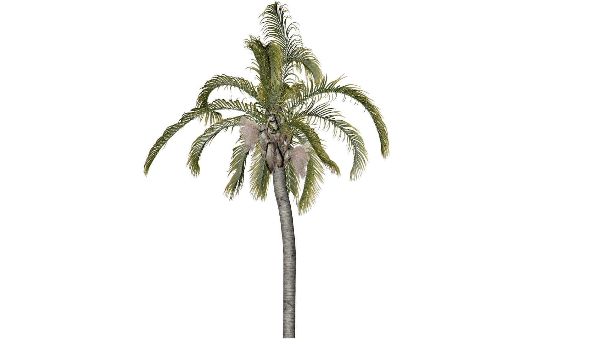3D Queen Palm Tree - 04 - - TurboSquid 2372019