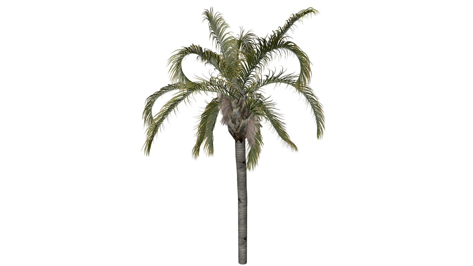 3D Queen Palm Tree - 04 - - TurboSquid 2372019