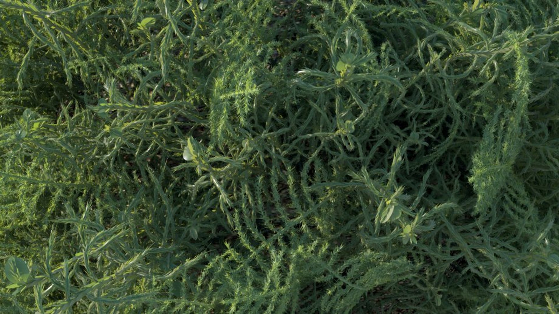 3d Model Moss Normal Maps