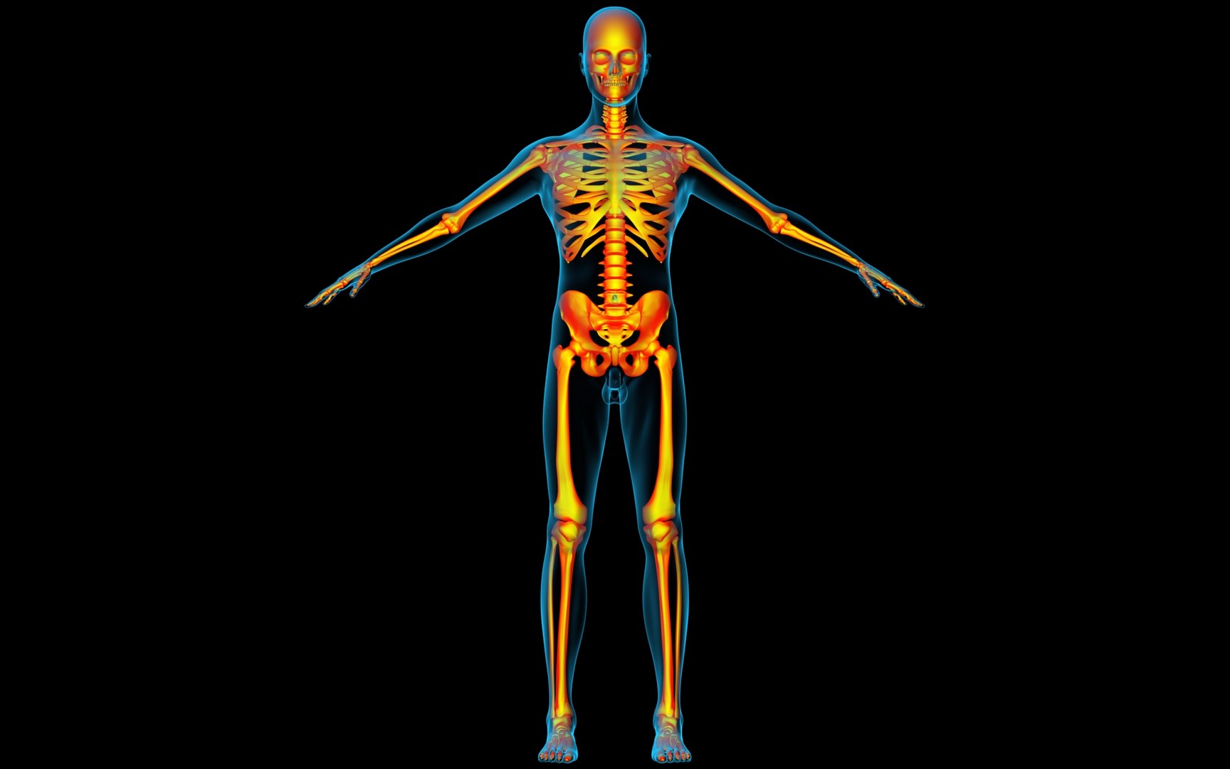 3D Model Skeleton X-Ray - TurboSquid 1991723