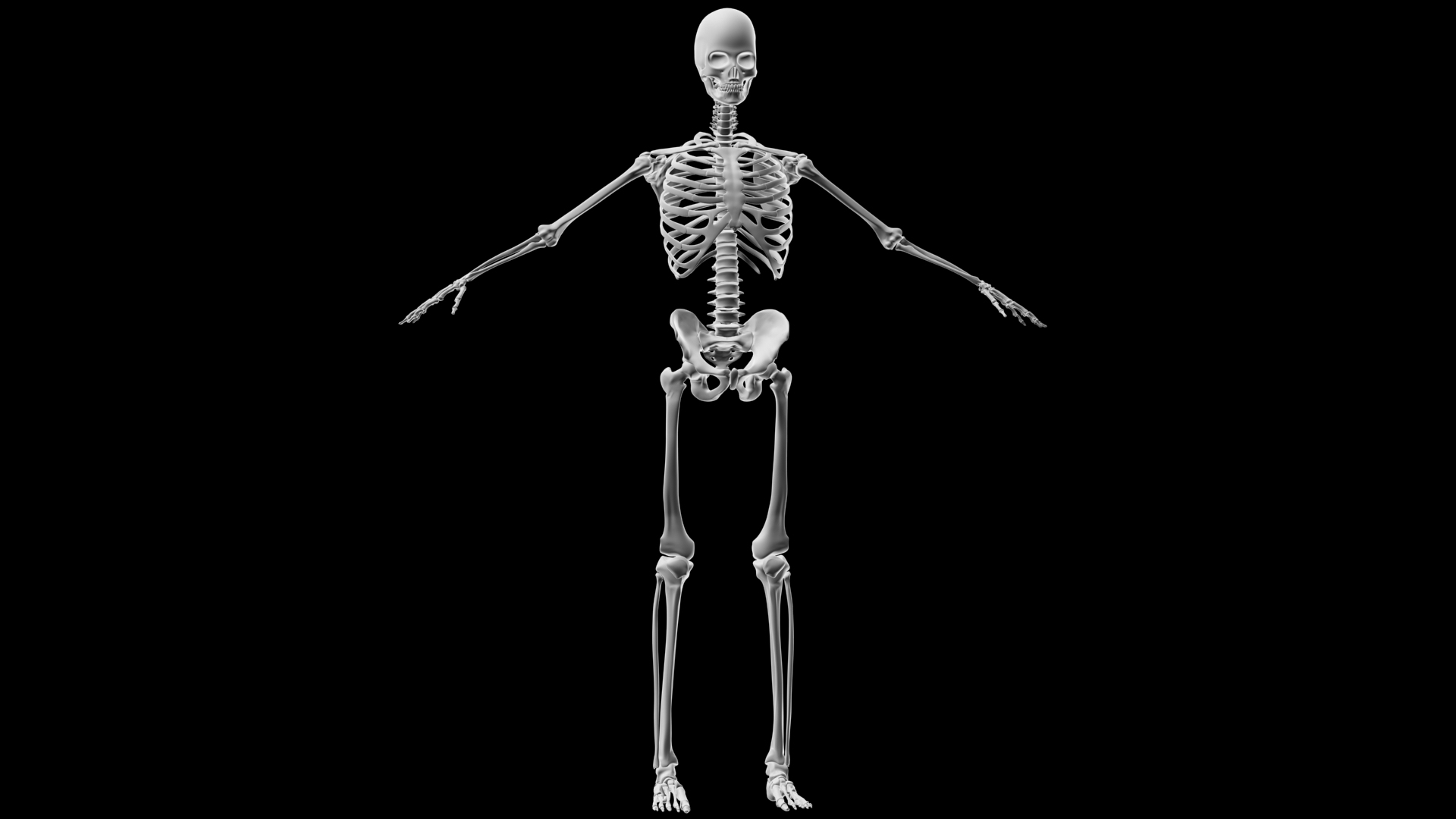 3D Model Skeleton X-Ray - TurboSquid 1991723