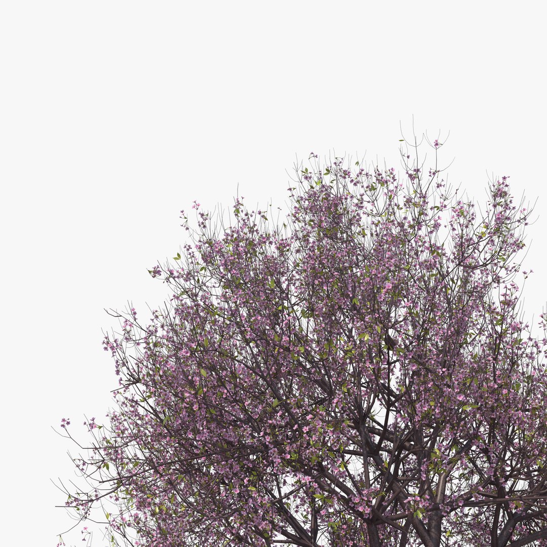3D Blossom Tree 01 Model - TurboSquid 1218985