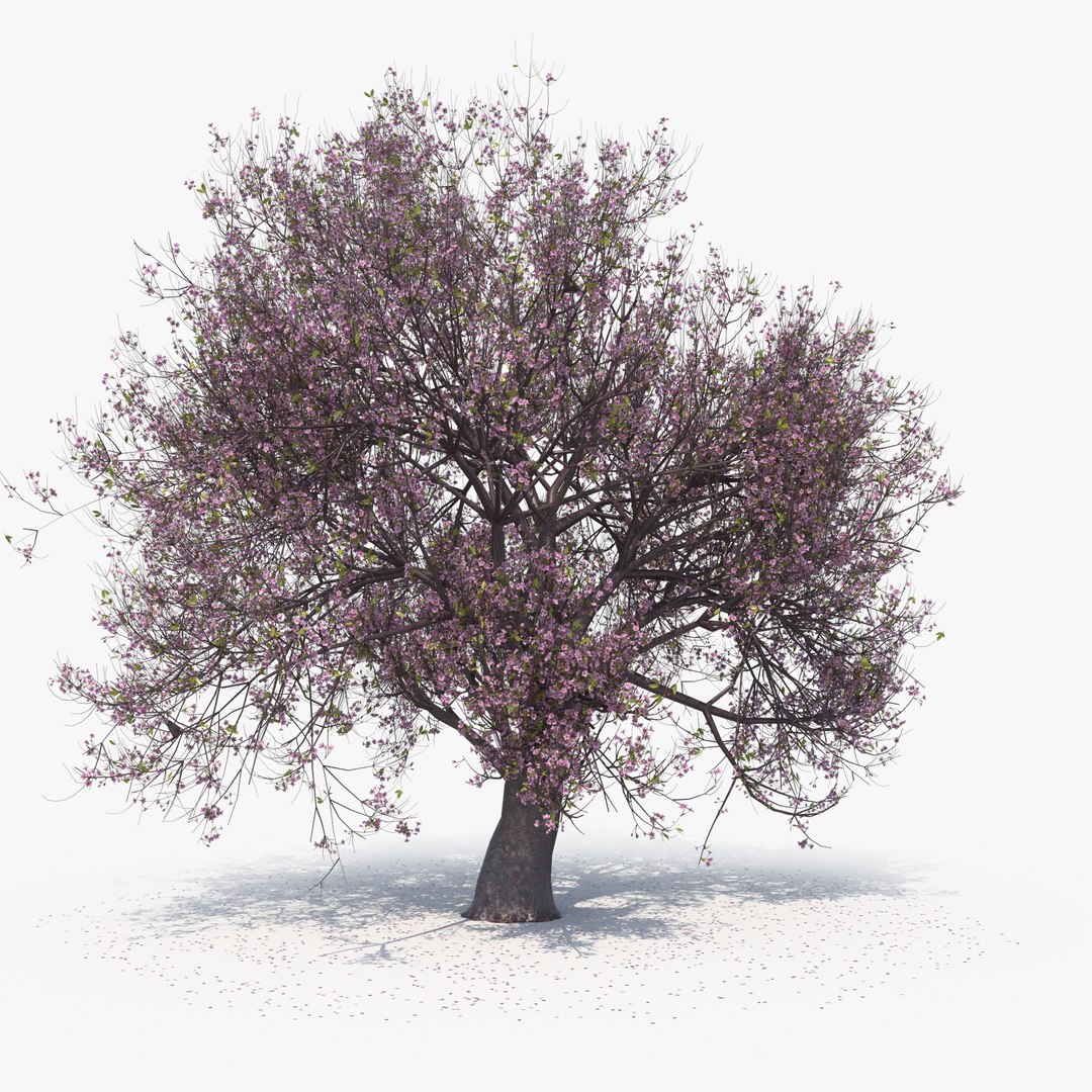 3D Blossom Tree 01 Model - TurboSquid 1218985