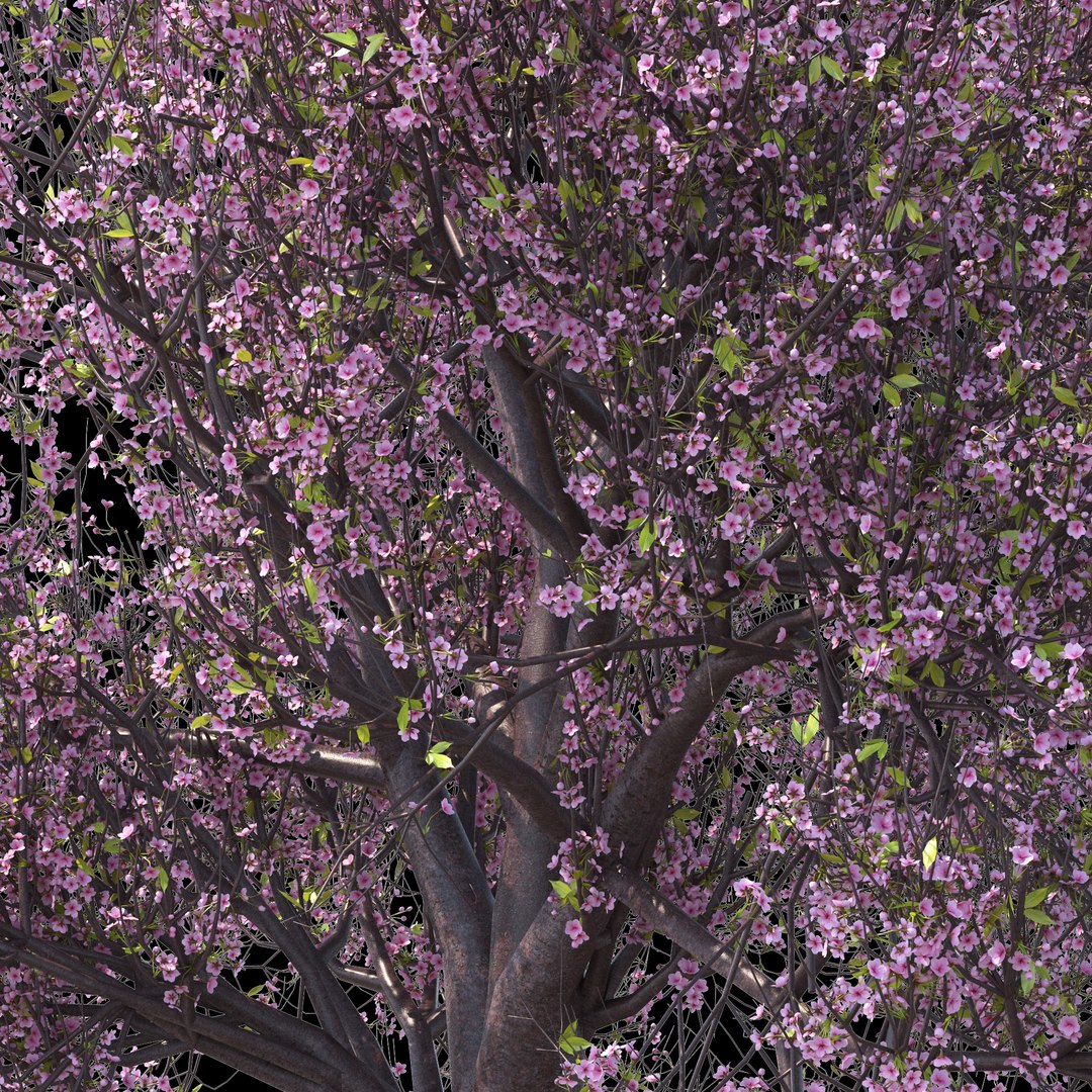 3D Blossom Tree 01 Model - TurboSquid 1218985