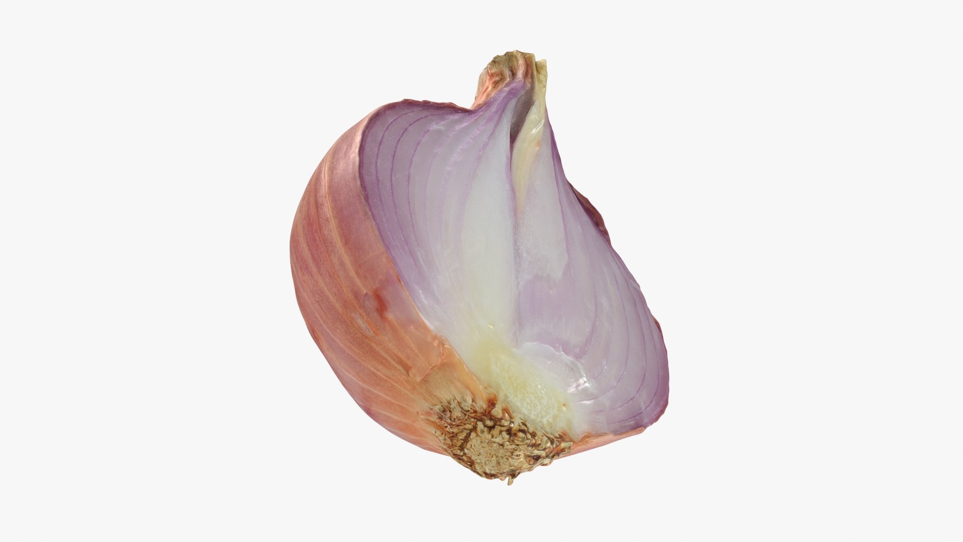 Shallot Half 3D Model - TurboSquid 2203298