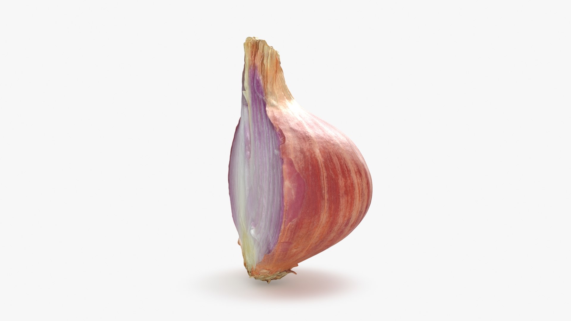 Shallot Half 3D Model - TurboSquid 2203298