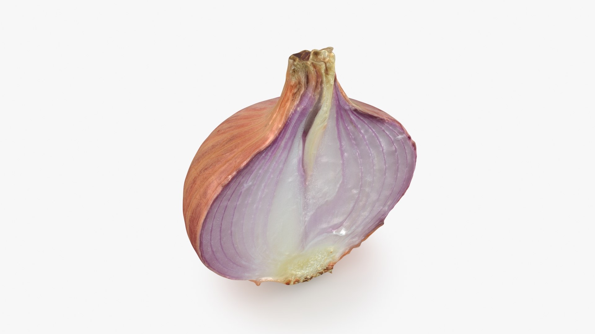 Shallot Half 3D Model - TurboSquid 2203298