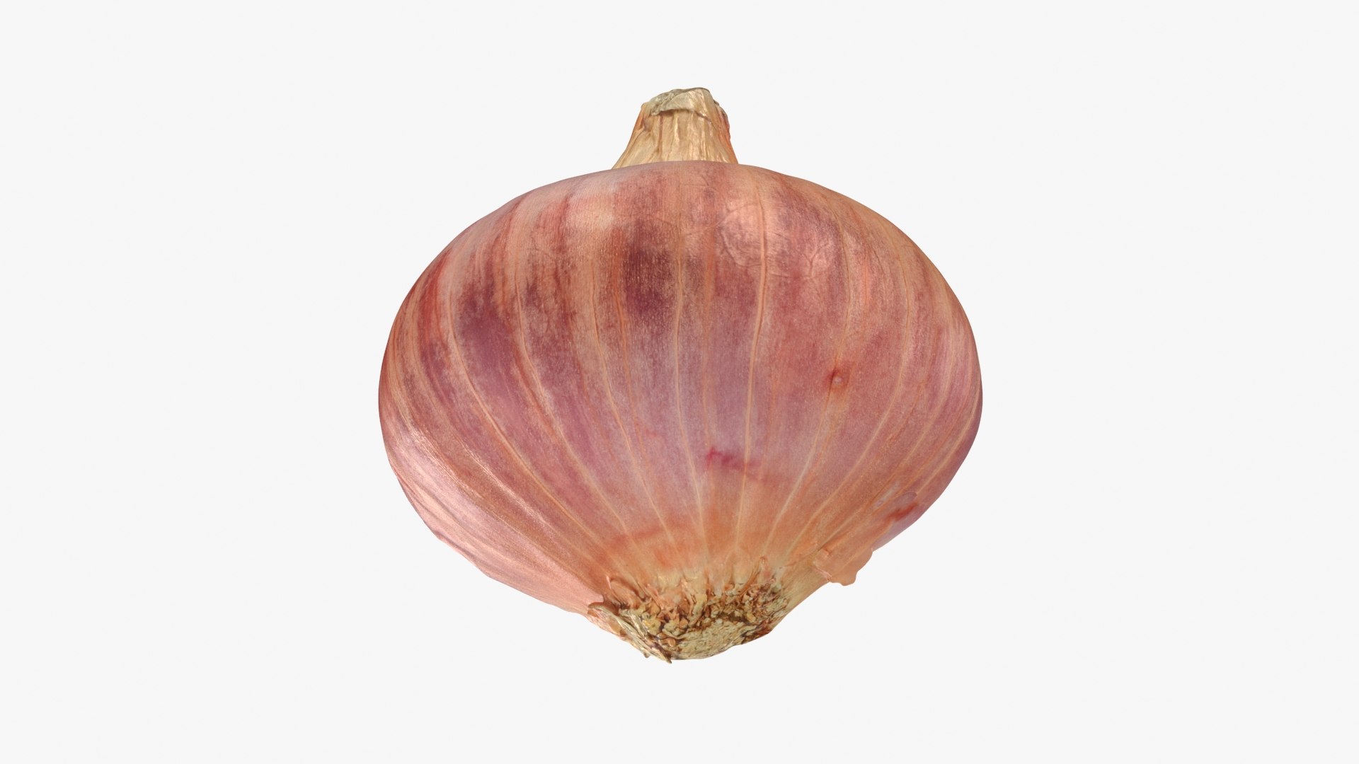 Shallot Half 3D Model - TurboSquid 2203298