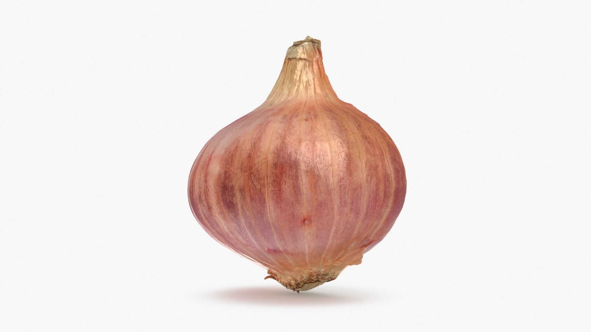 Shallot Half 3D Model - TurboSquid 2203298