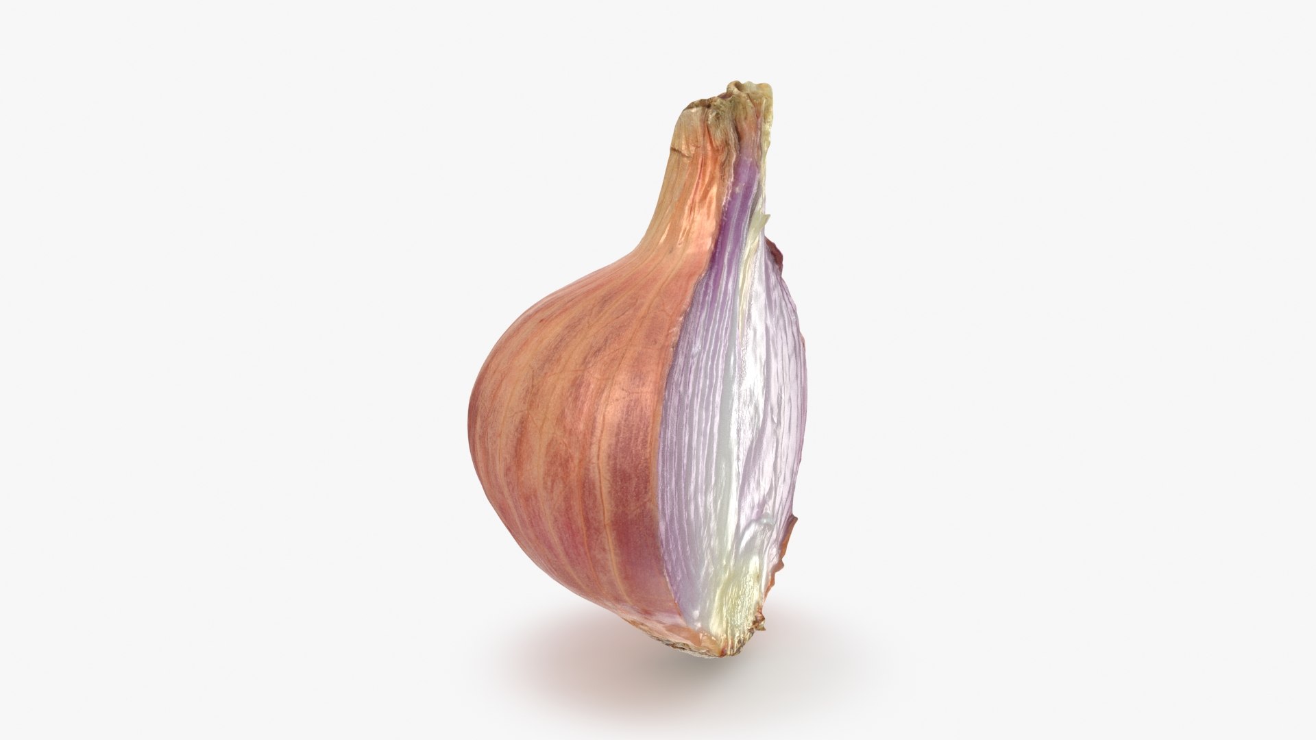 Shallot Half 3D Model - TurboSquid 2203298