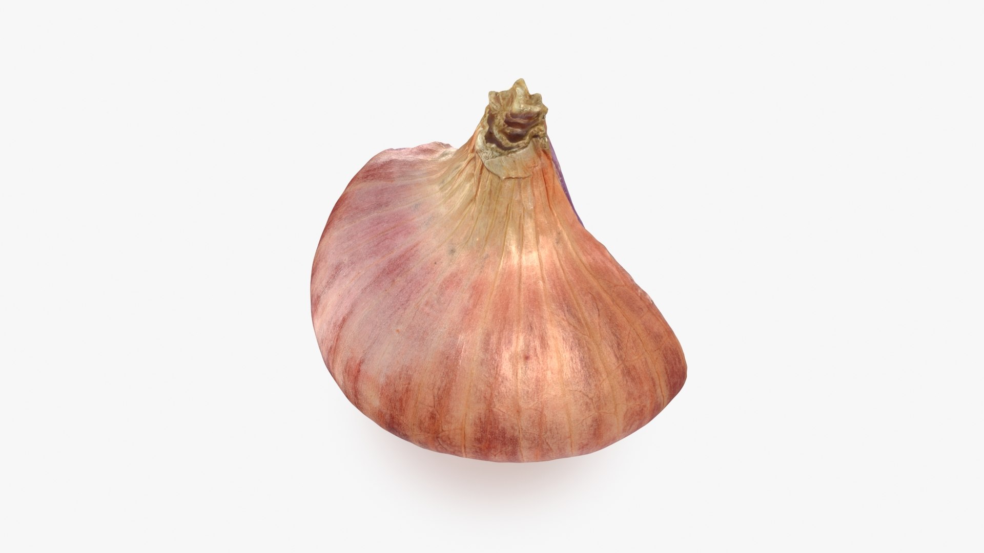 Shallot Half 3D Model - TurboSquid 2203298