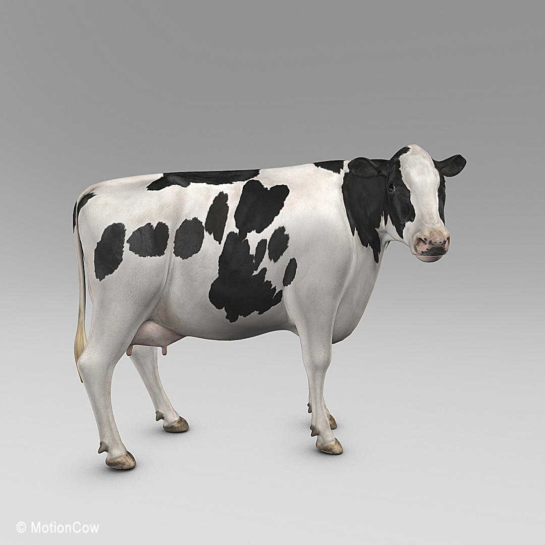 animation cow max