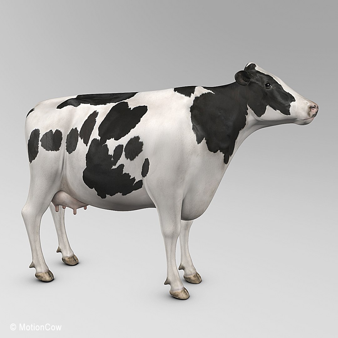 Animation Cow Max