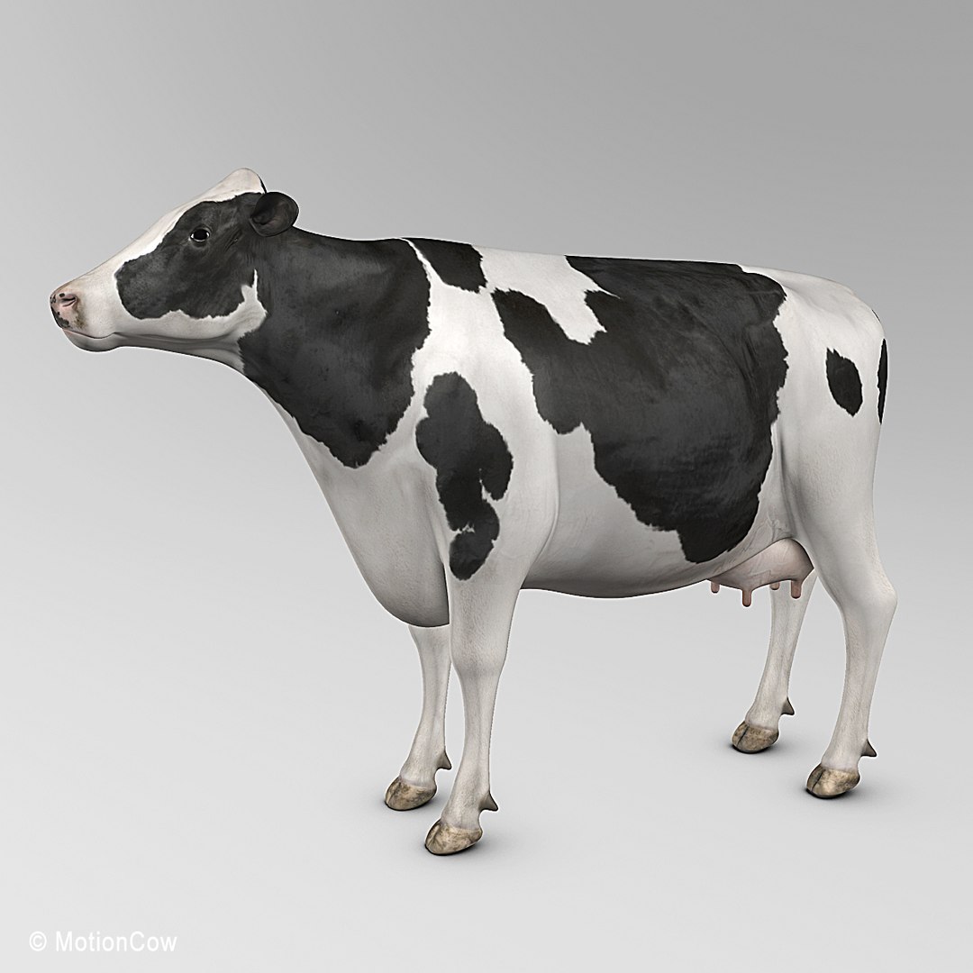 Animation Cow Max