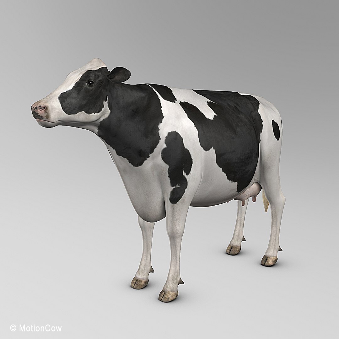 Animation Cow Max