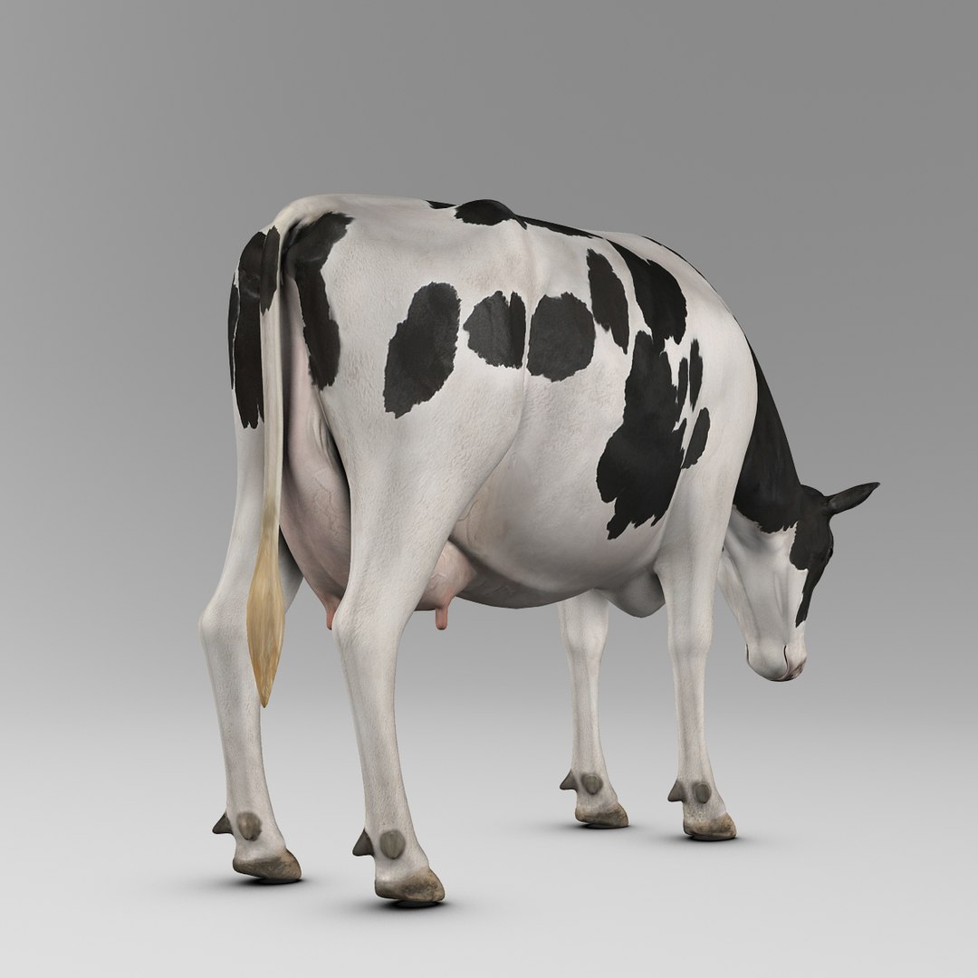 animation cow max