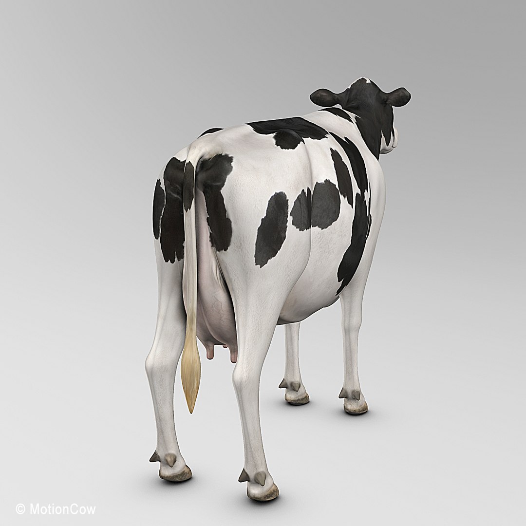 animation cow max