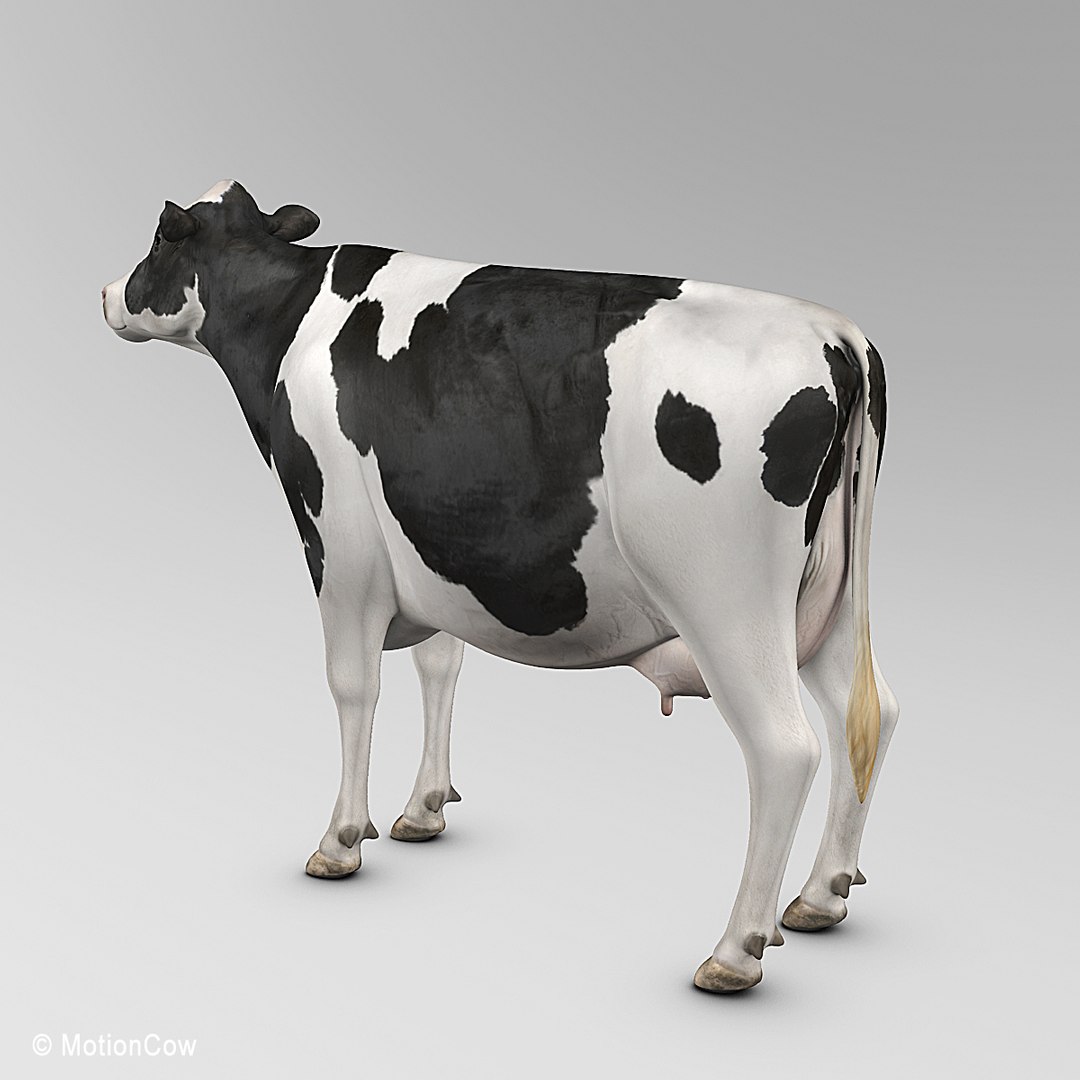 animation cow max