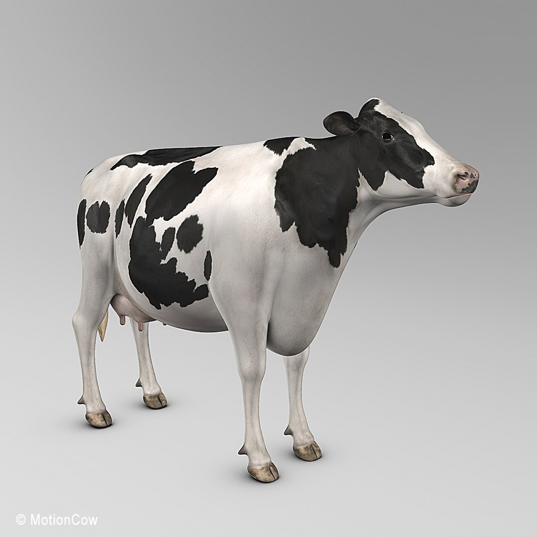 animation cow max