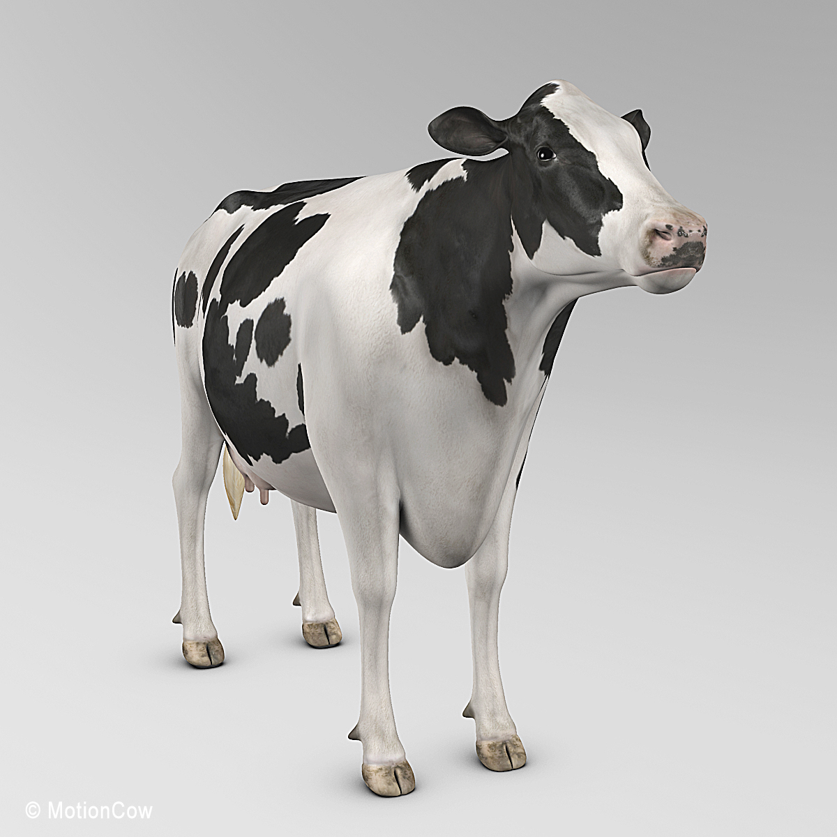 animation cow max